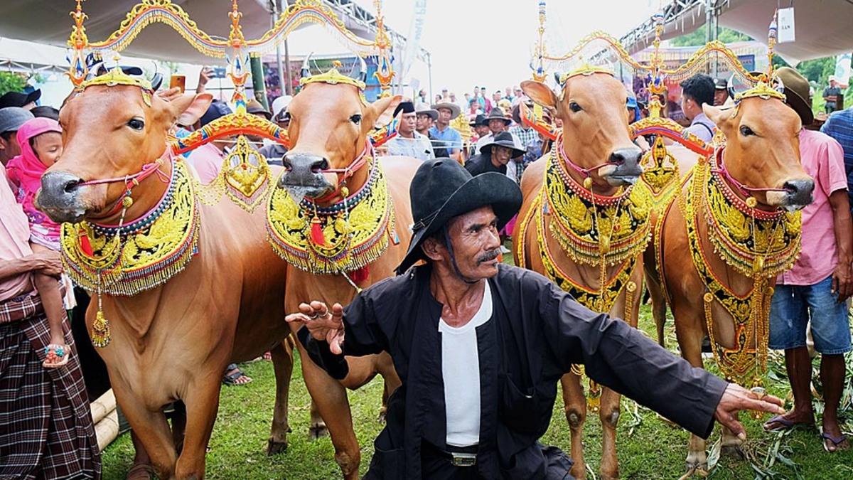The "Beautiful" Sonok, Efforts to Maintain the Purity of Madurese Cows ...