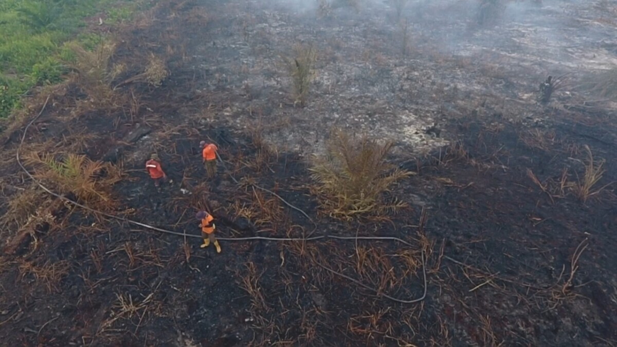 Pemetaan Berbasis Citra Satelit Dukung Pemantauan Kebakaran Hutan - Kompas.id