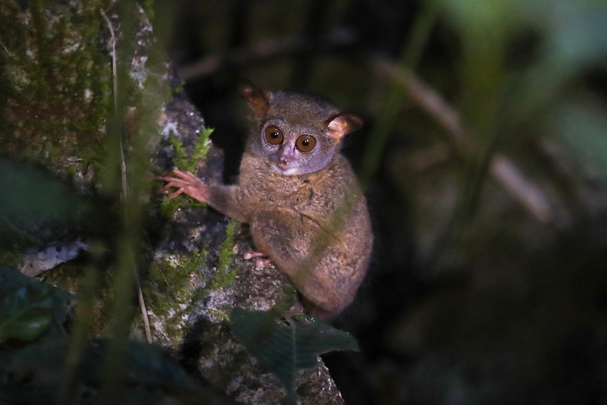 Keragaman Hayati di Kepulauan Wallacea dalam Ancaman - Kompas.id
