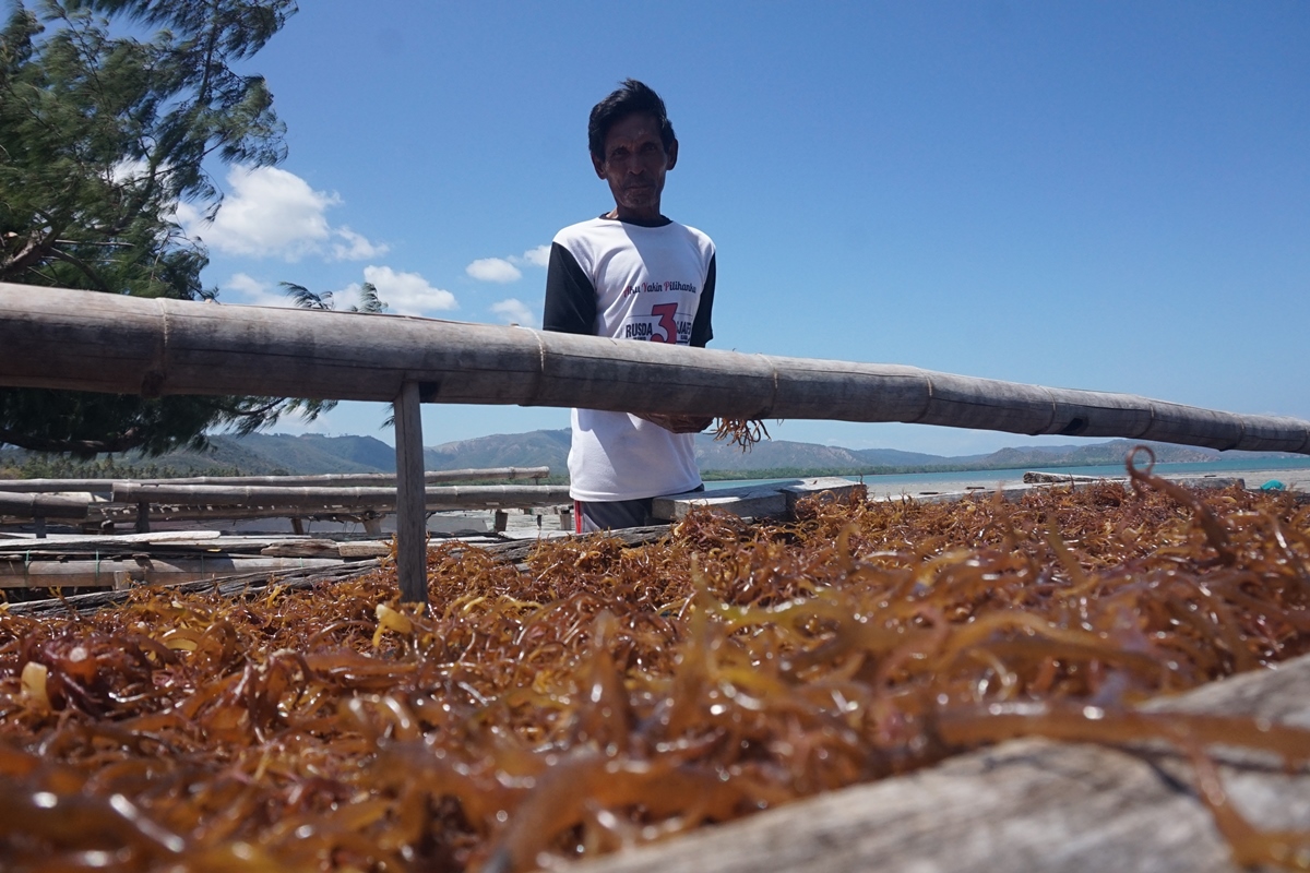 Pasar Eropa Jadi Target Baru Ekspor Rumput Laut Olahan - Kompas.id