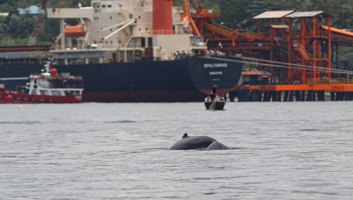 The quality of the Mahakam River is decreasing, the population of the ...