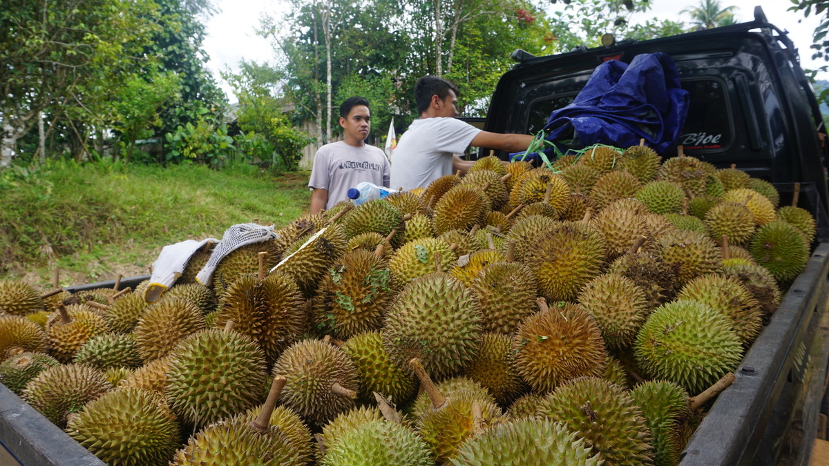 Preventing Conflict, Indigenous People of Kubung Village in Central ...