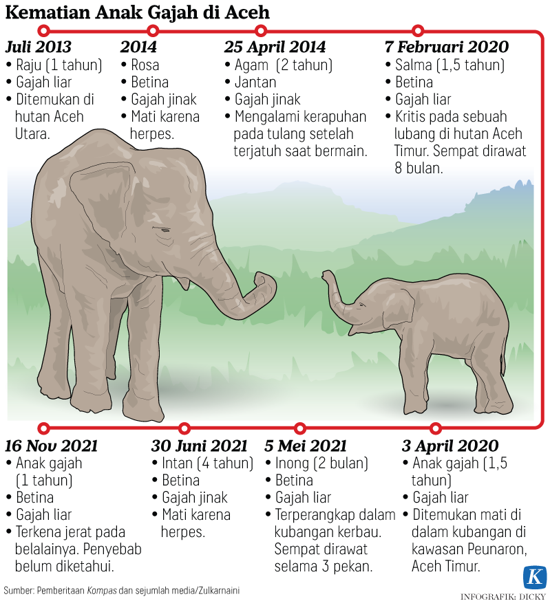 Gajah Sumatera Mati Tersengat Listrik di Pidie Jaya - Kompas.id