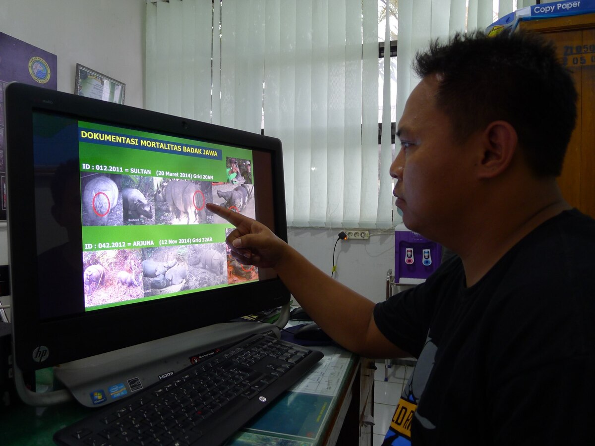 Installation of more camera traps - Kompas.id