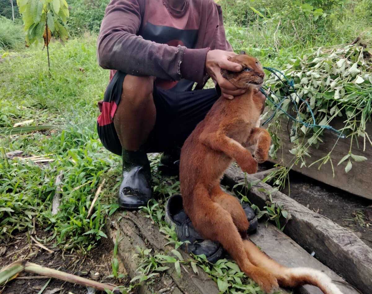 Kucing Merah, Satwa Pemangsa Puncak di Kalimantan, Mati Terjerat ...