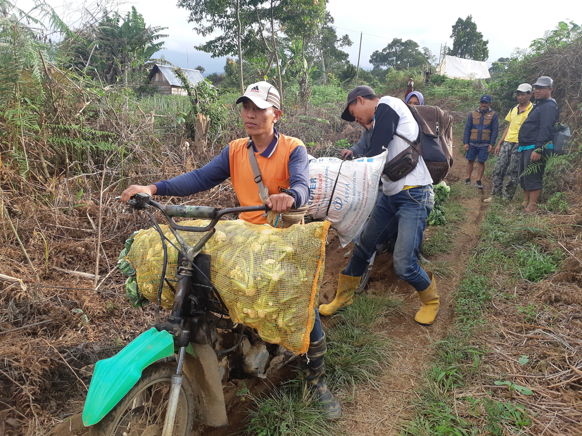 Regenerasi Masih Membelit Masa Depan Pertanian - Kompas.id
