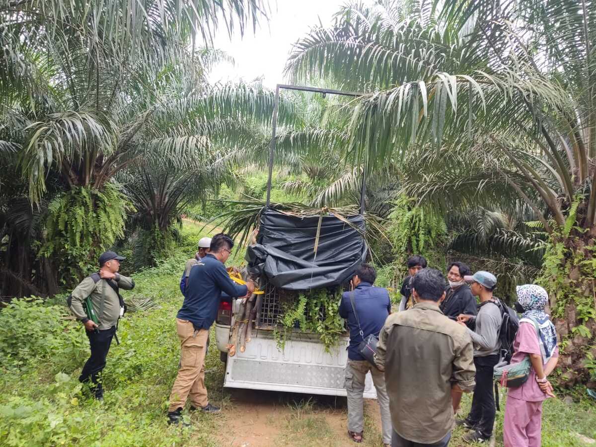 Ditangkap Setelah Konflik di Kebun Sawit, Harimau Sumatera Akan ...