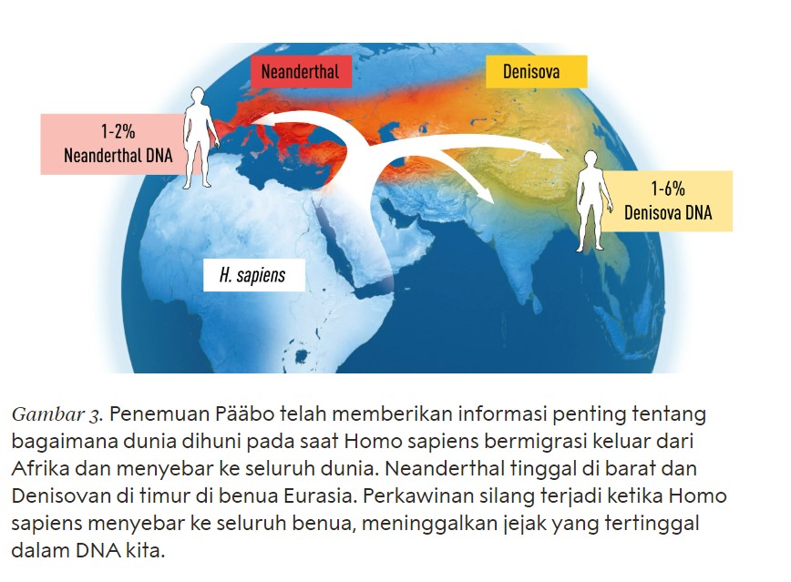 Hadiah Nobel untuk Peneliti Evolusi Manusia - Kompas.id