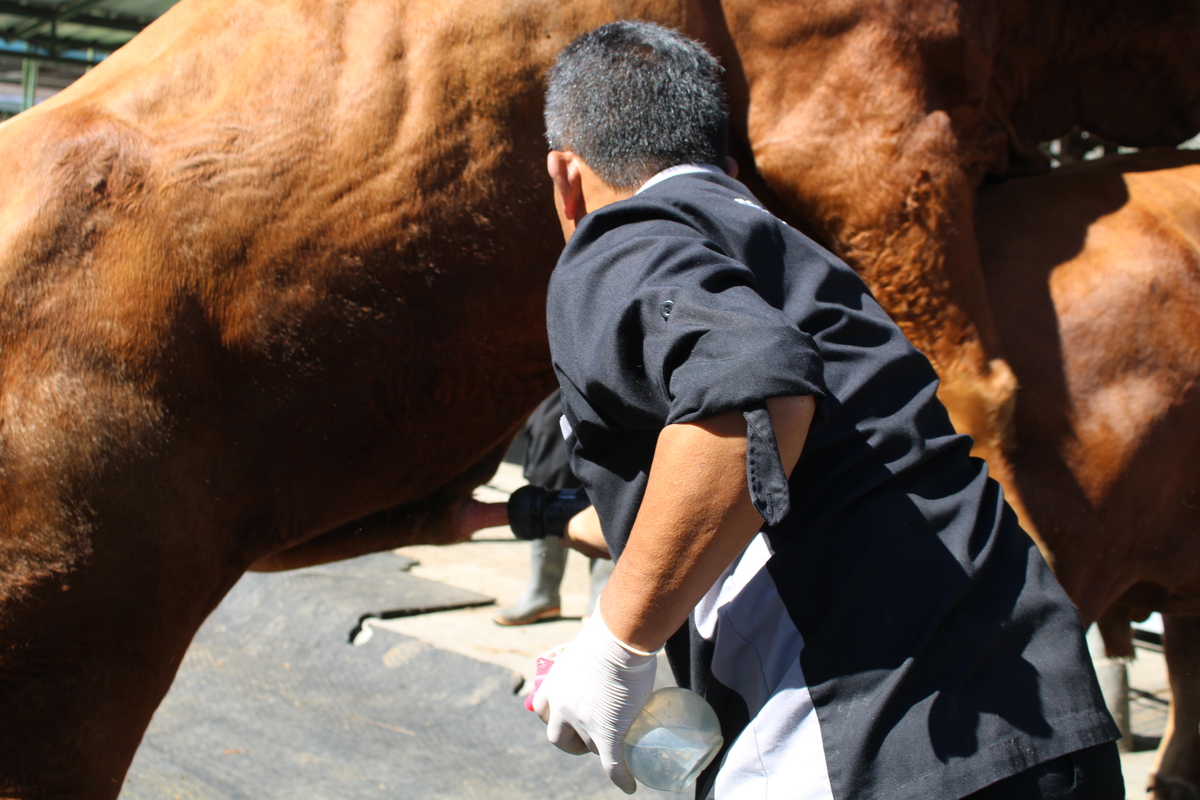 Collection of Frozen Cow Sperm at the Lembang Artificial Insemination ...