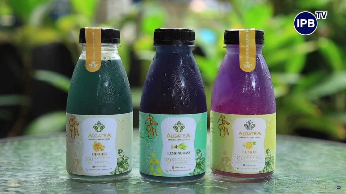 Minuman Herbal dari Rumput Laut Coklat - Kompas.id