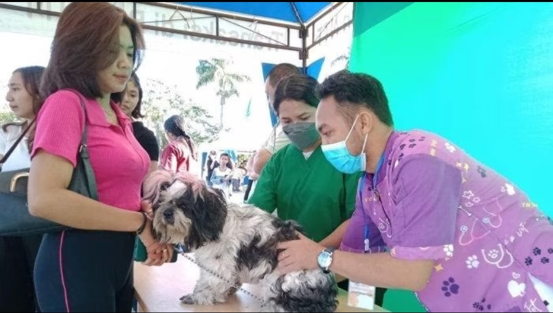 More than 7,000 animals in South Central Timor were vaccinated against ...