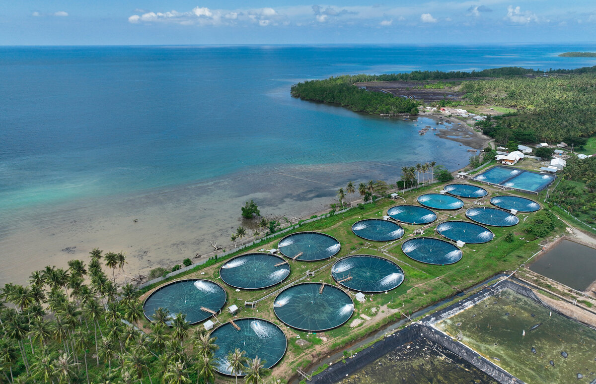 Pemerintah Dorong Perluasan Tambak Udang Modern - Kompas.id