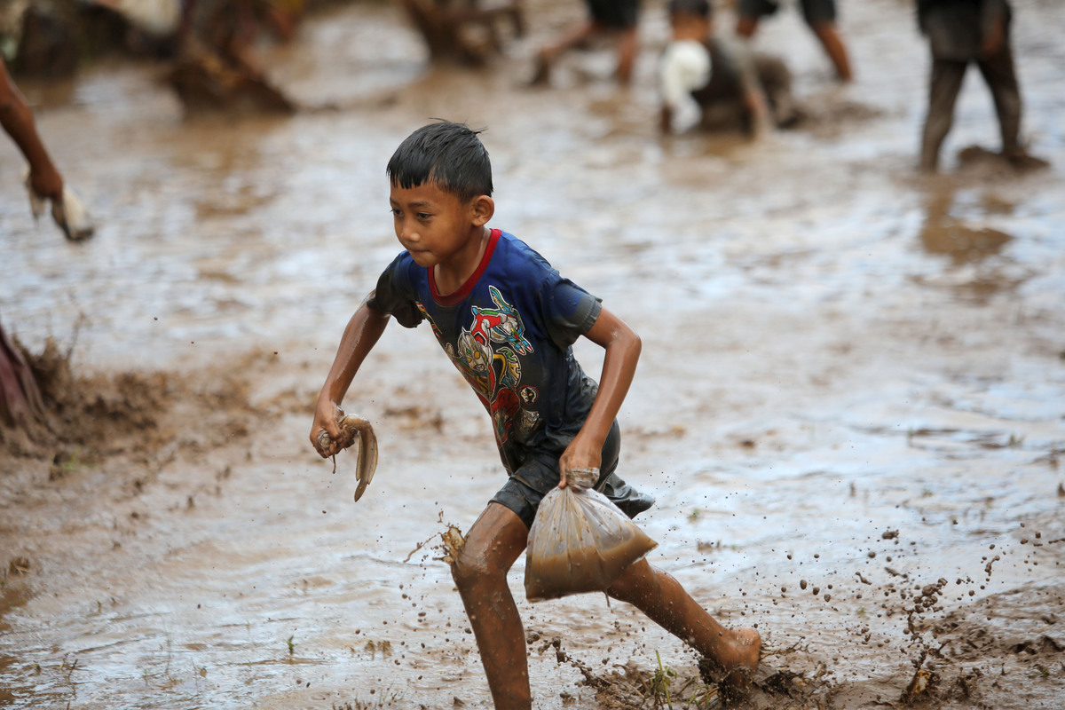 Fish Catching Competition in the Rice Fields Celebrates the Cing-cing ...
