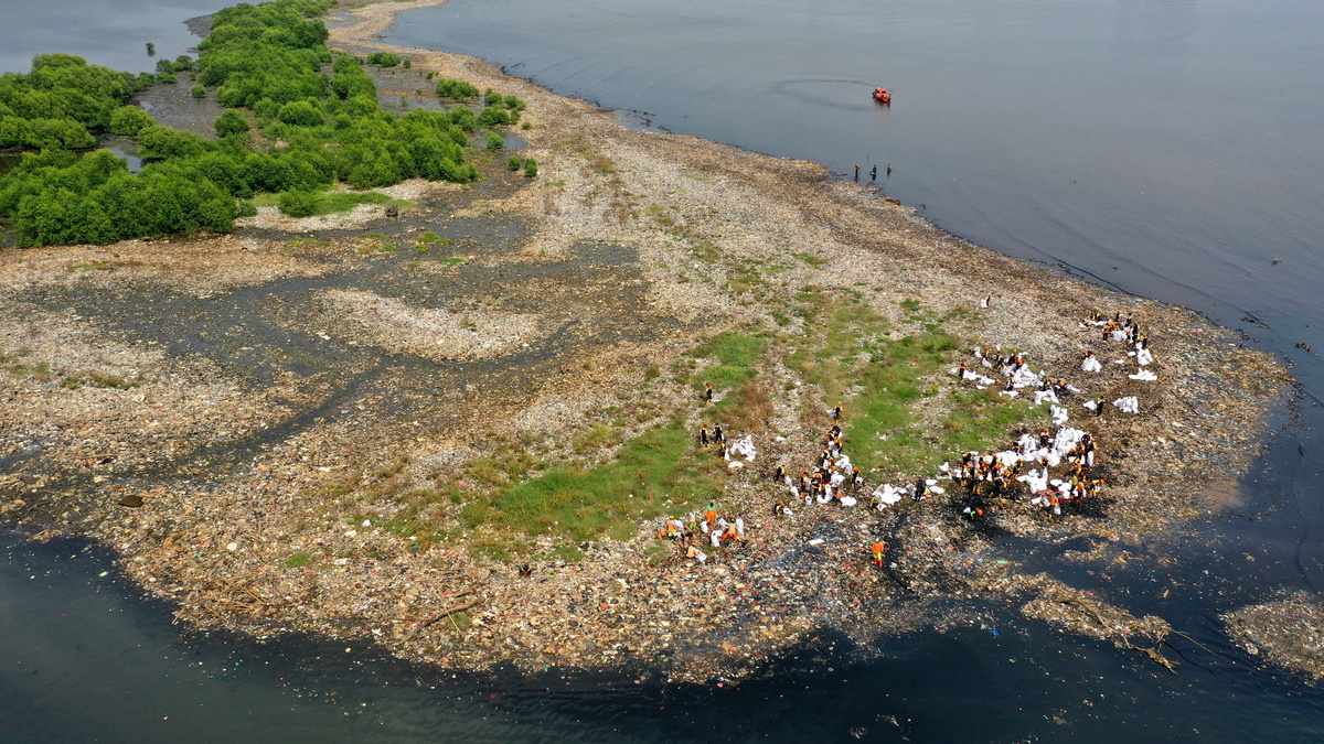 Garbage Cleaning in Muara Angke Mangrove Forest - Kompas.id