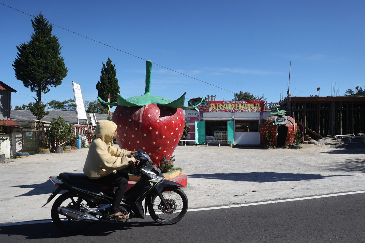 The Strawberry Tourism Garden Business Continues to Grow at the Foot of ...