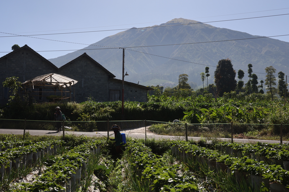 The Strawberry Tourism Garden Business Continues to Grow at the Foot of ...