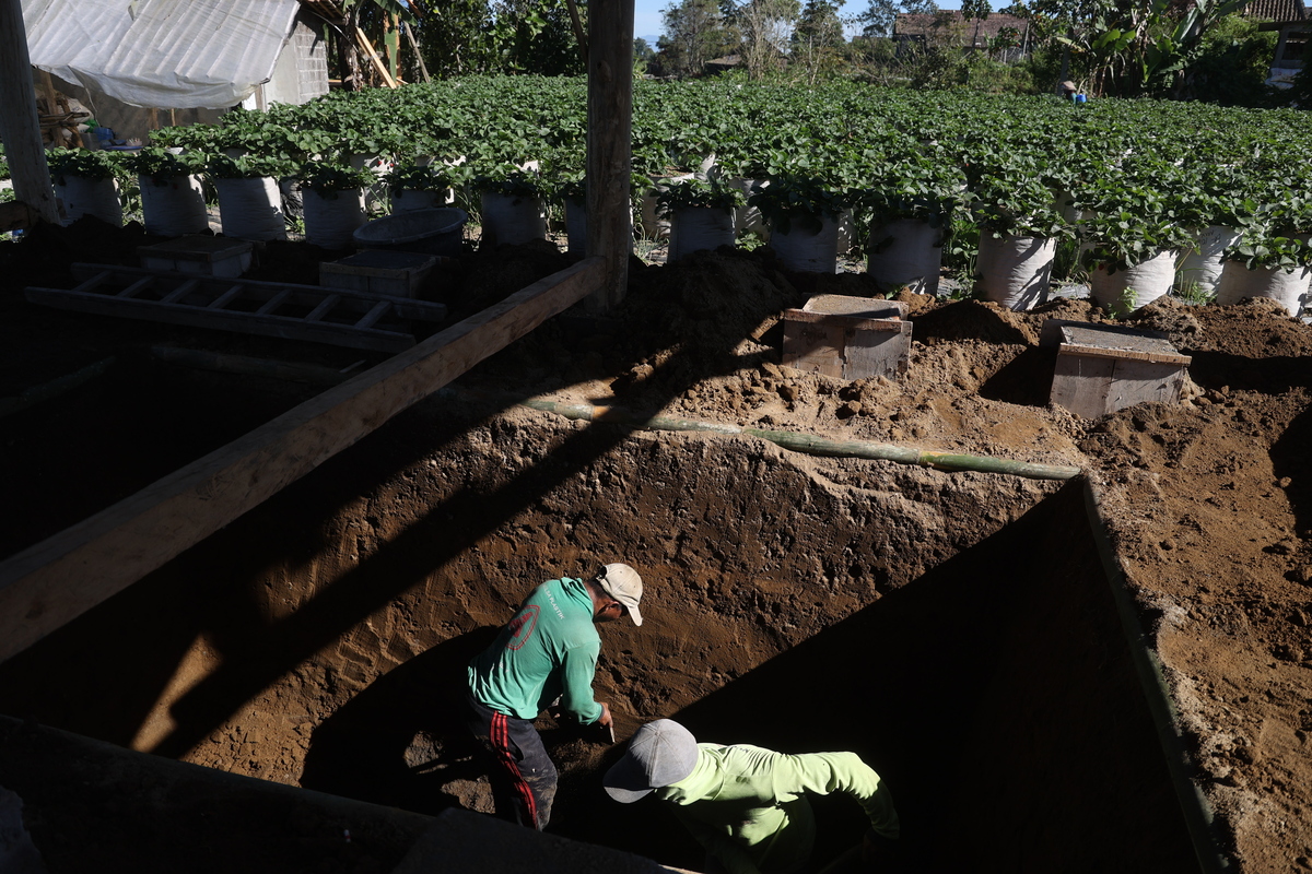 The Strawberry Tourism Garden Business Continues to Grow at the Foot of ...