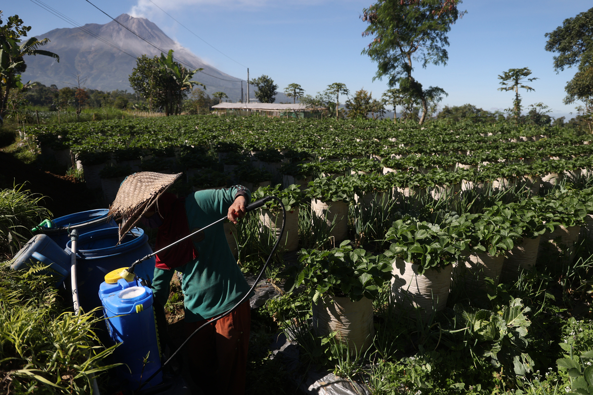 The Strawberry Tourism Garden Business Continues to Grow at the Foot of ...