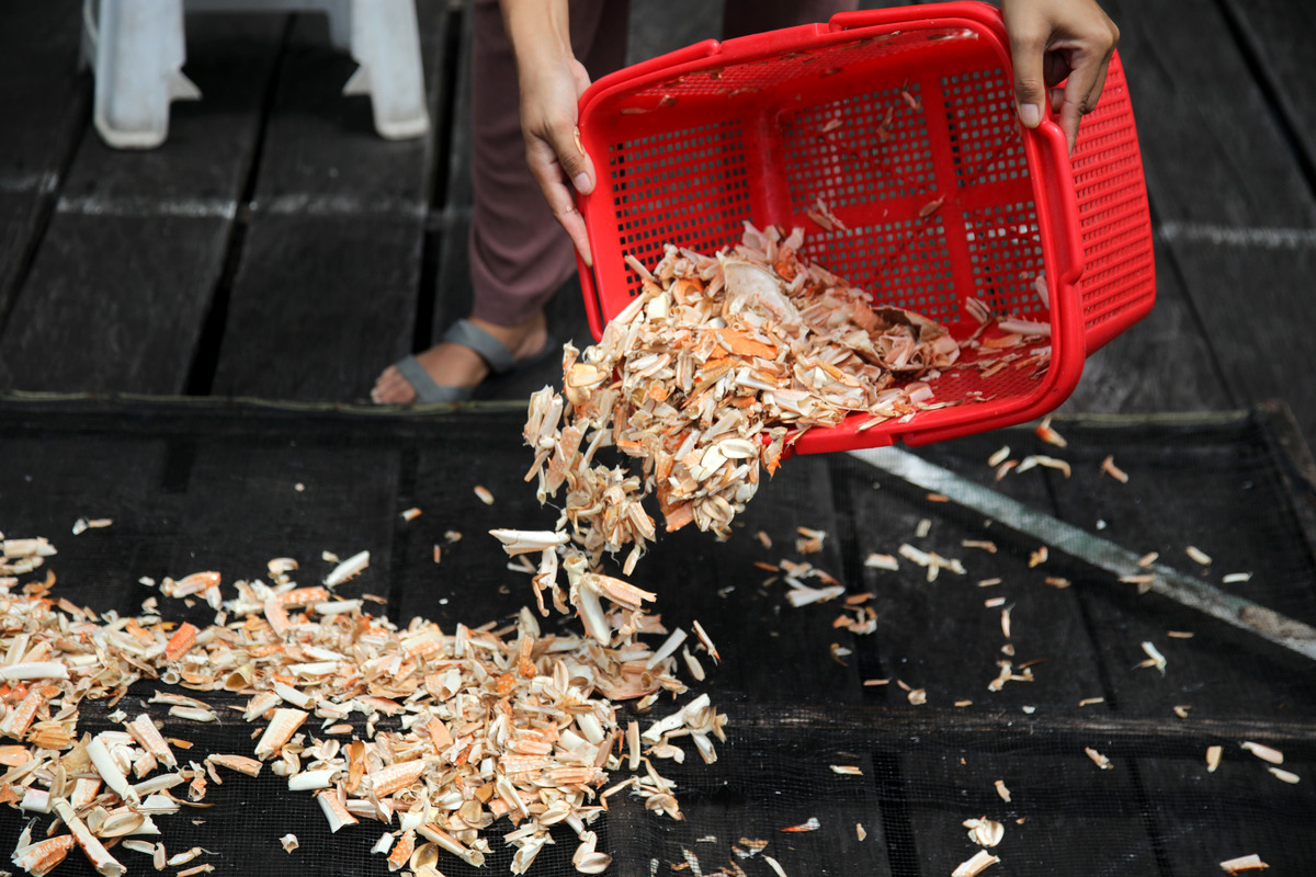 Innovation: Processing crab shell waste in Bontang into chitosan ...