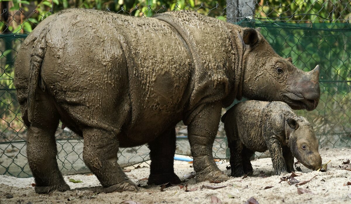 World's First Rhino Embryo Transfer Successfully Carried Out - Kompas.id