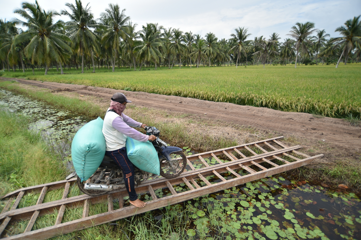 The harvest at the farmer level is abundant, the rice stock in ...